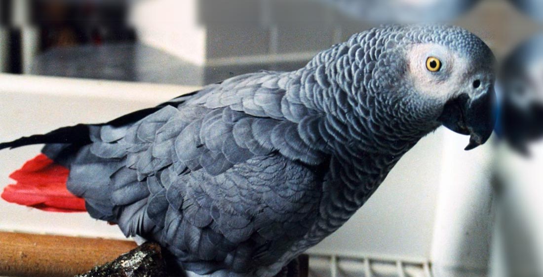 Kasuku | Les secrets de notre planète